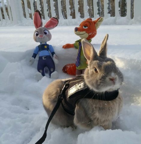 News: Miss Bunz – Saying Goodbye – Zootopia News Network