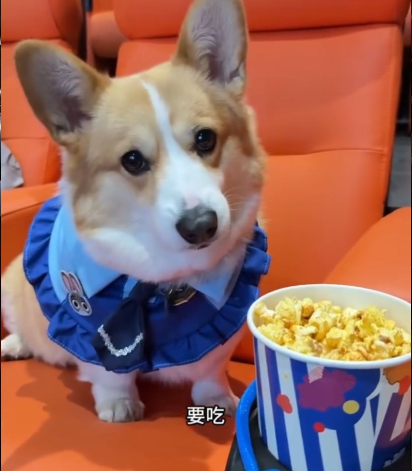 Dogs in Zootopia?! Only in Certain Theaters! – Zootopia News Network